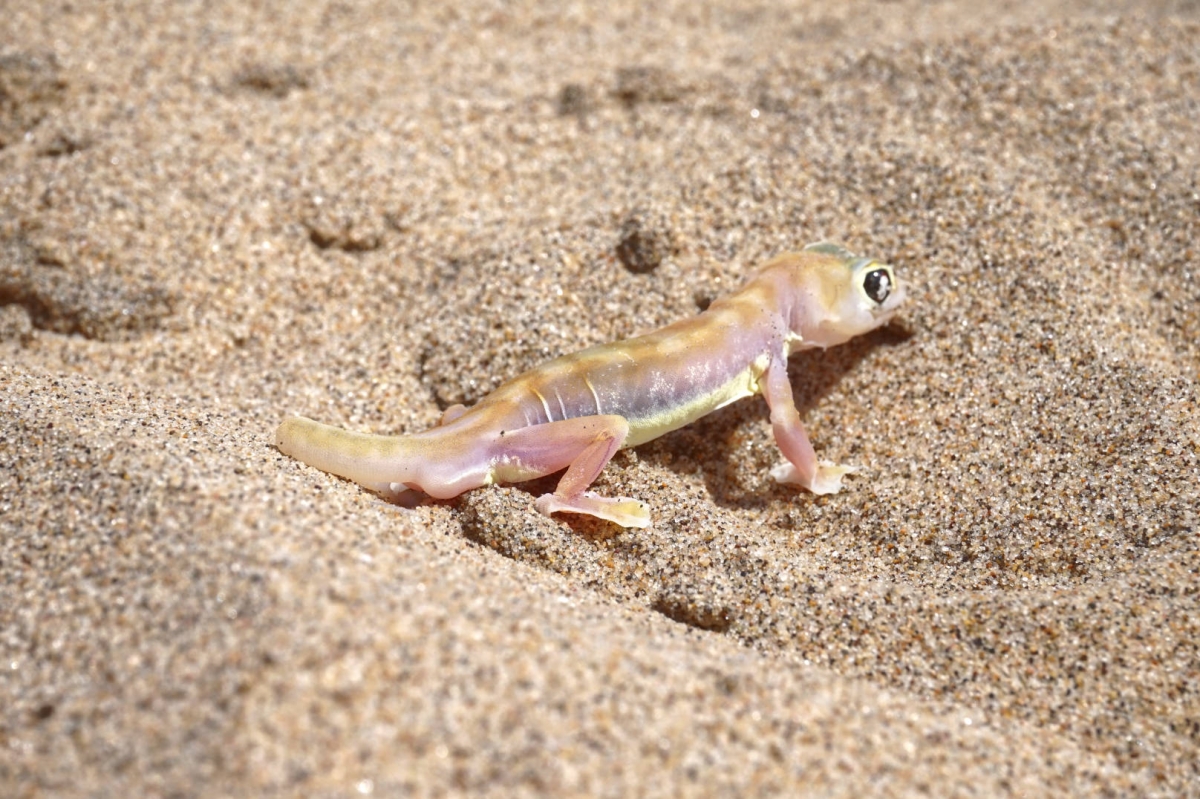 Que faire à Walvis Bay en Namibie ? | Latitude voyages - Blog de voyage
